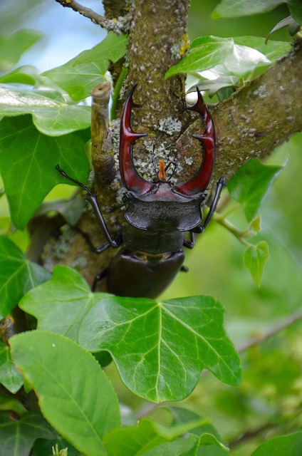 Stag Beetle Insect - Free photo on Pixabay