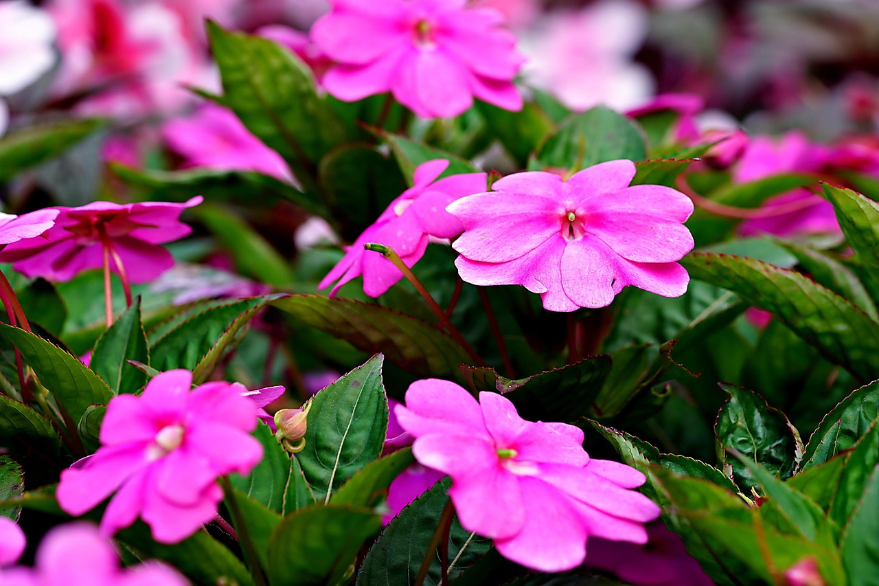 Flower Flora Botany - Free photo on Pixabay