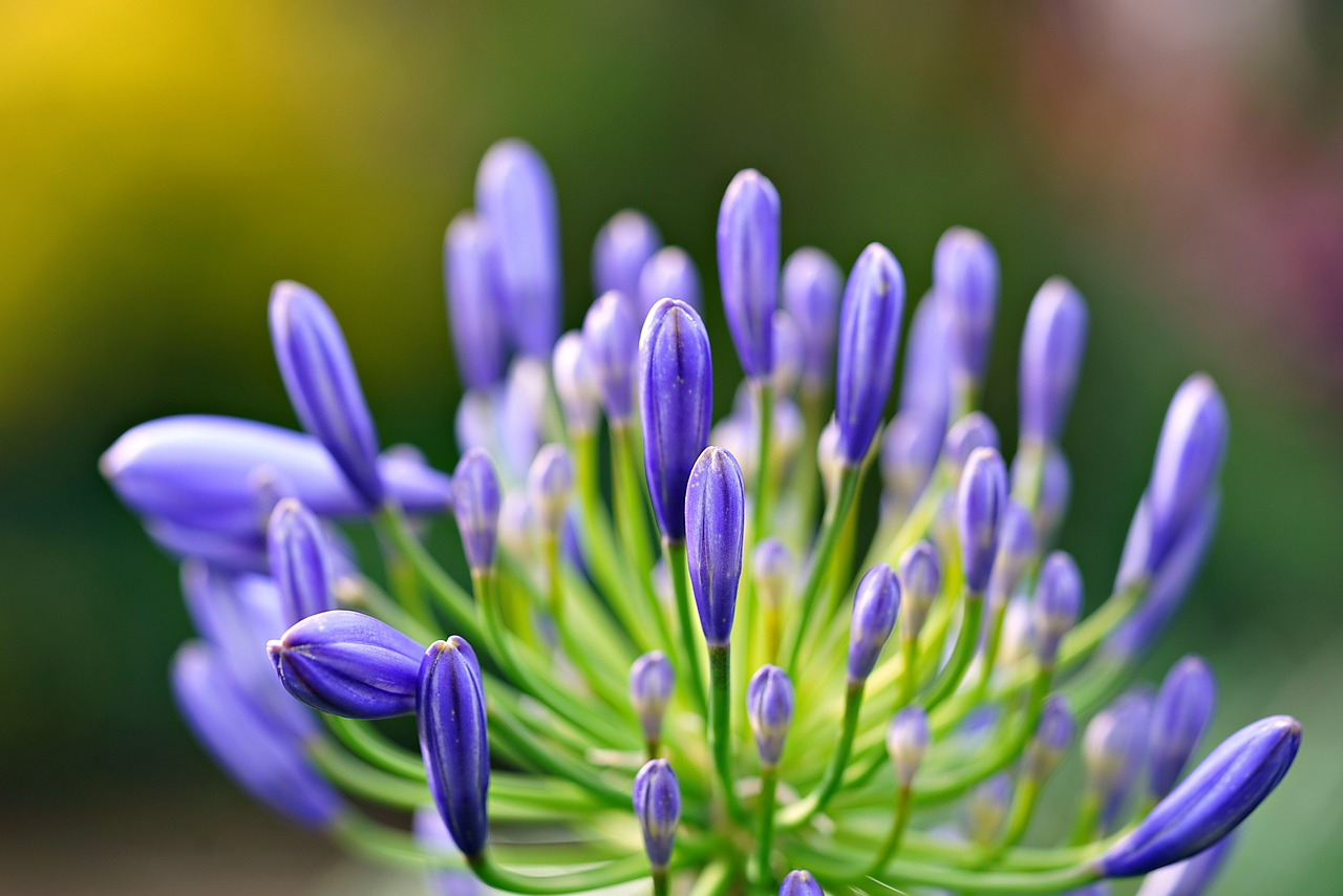 Flor Lirio Africano Flora - Foto gratis en Pixabay - Pixabay