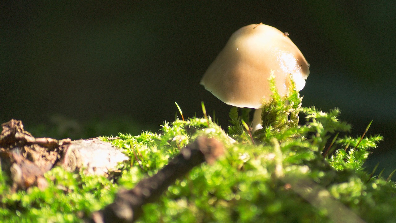 Huba Floresta Mach - Foto gratuita no Pixabay - Pixabay