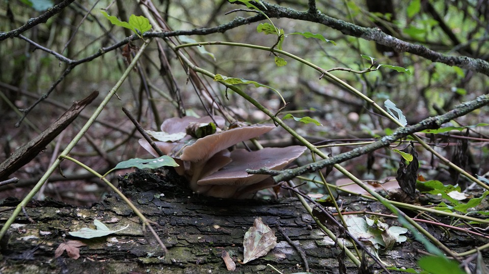 Huba Wald - Kostenloses Foto auf Pixabay - Pixabay