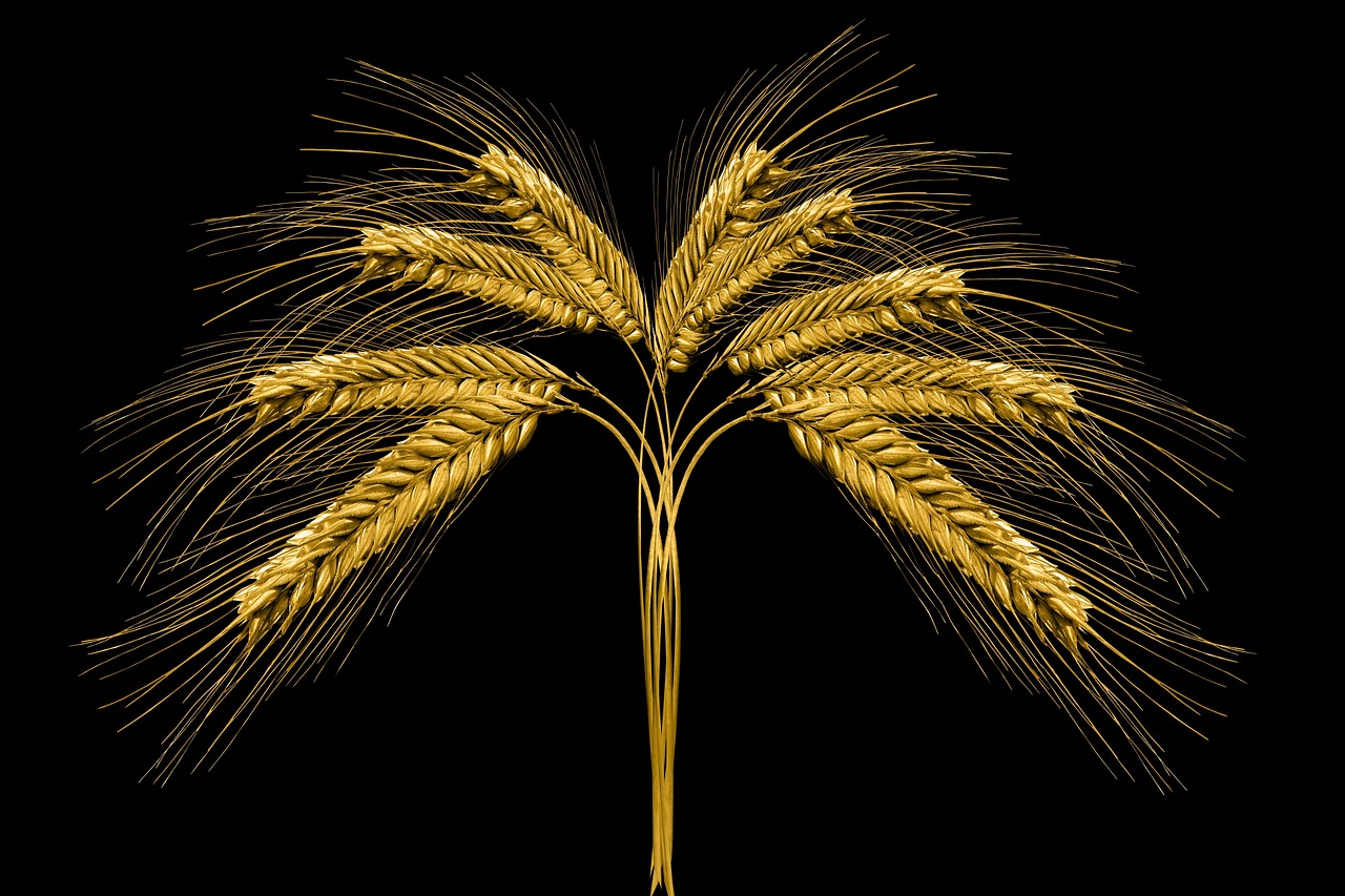 Wheat Grain Ear - Free photo on Pixabay