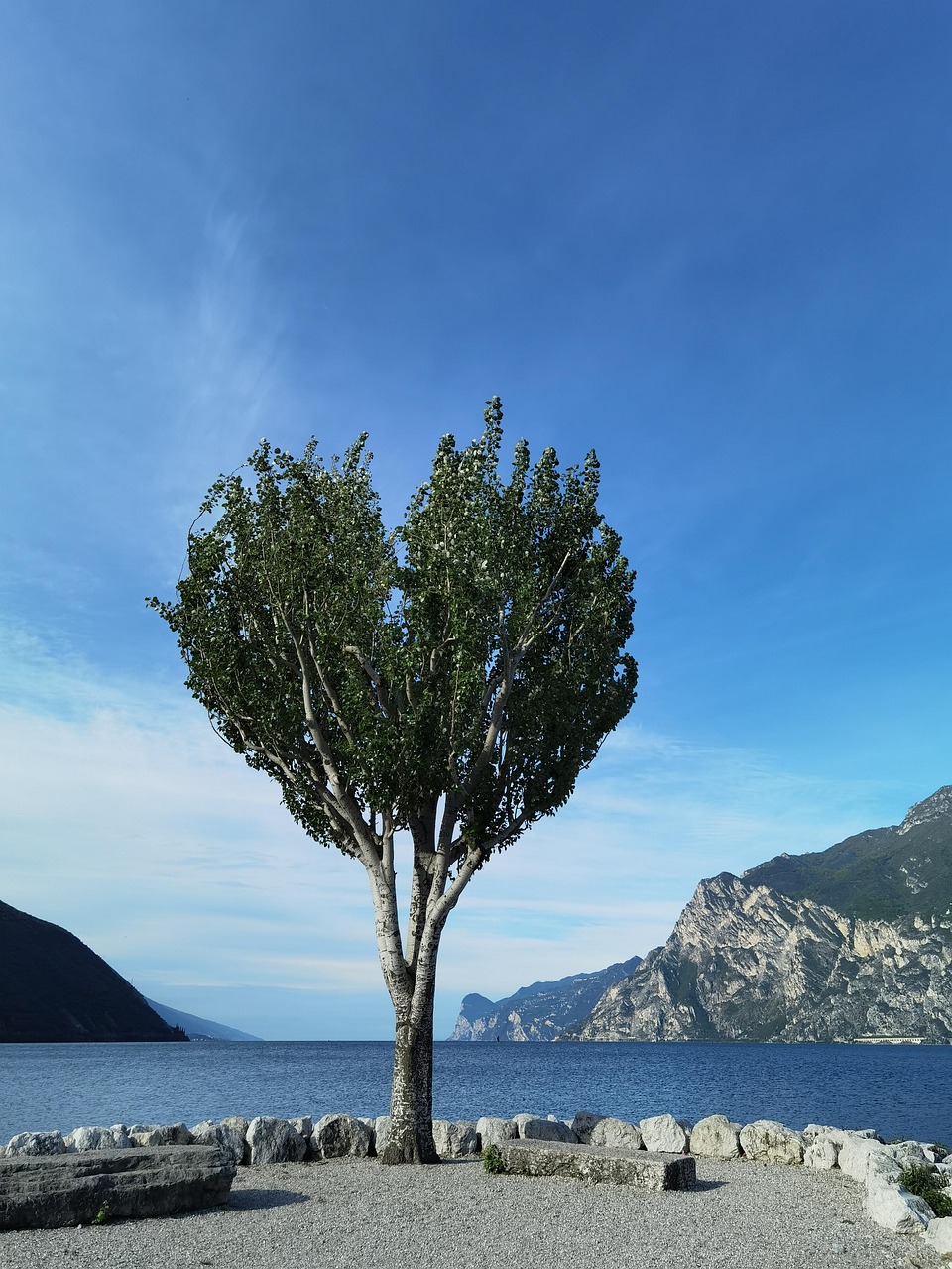 Italy Lake Garda Tree - Free photo on Pixabay - Pixabay