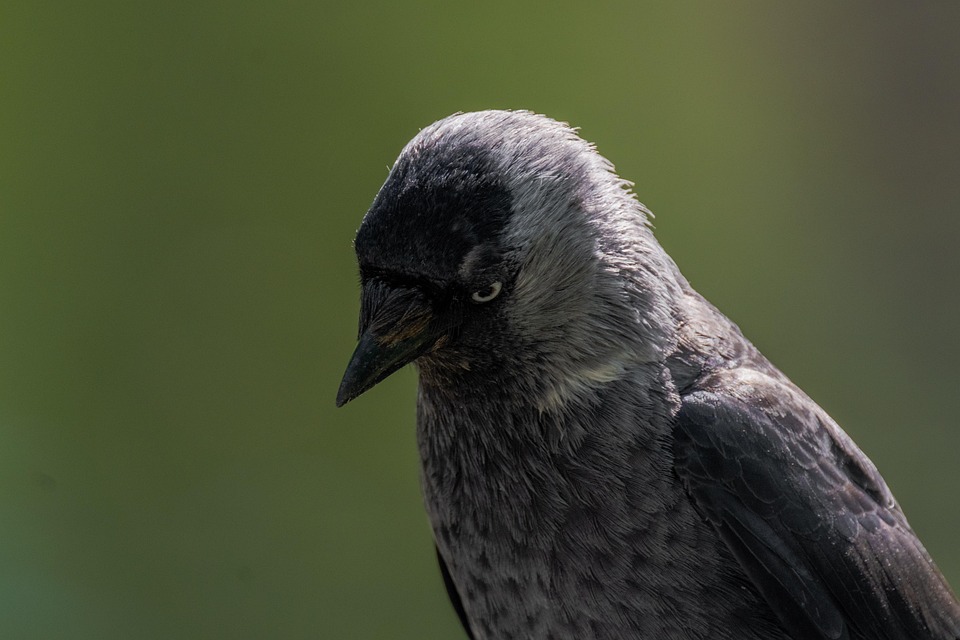 Bird Jackdaw Ornithology - Free photo on Pixabay