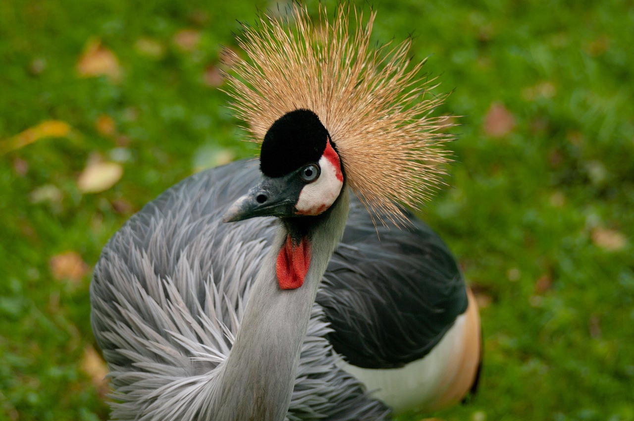 Naturaleza Pájaro Grulla Con - Foto gratis en Pixabay - Pixabay