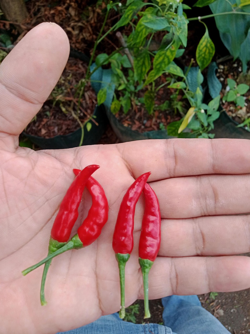 Chili Hot Red Free Photo On Pixabay Pixabay Chili Hot Red Free Photo On Pixabay Pixabay