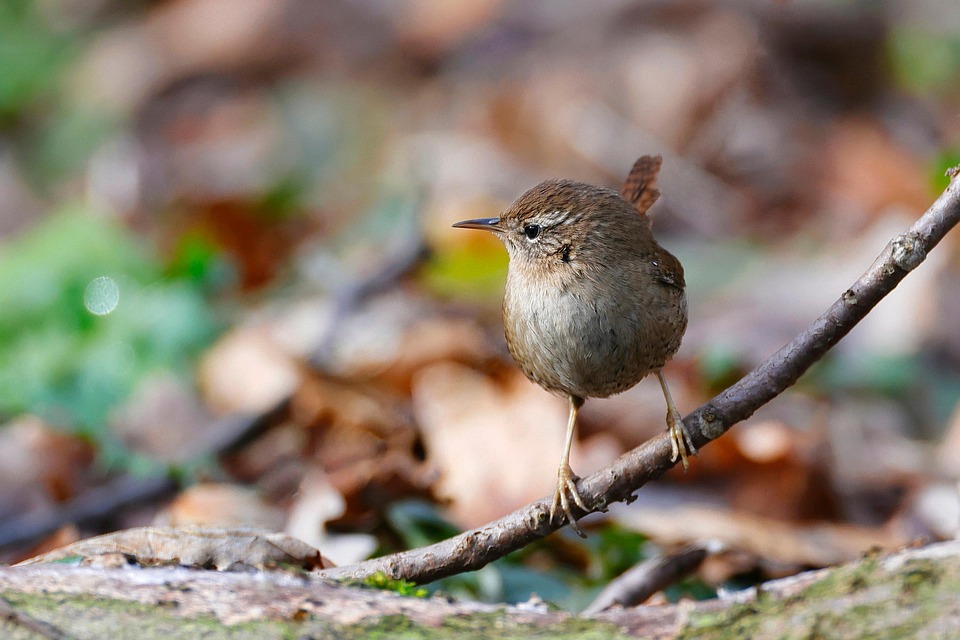 Eurasian Wren Bird Northern - Free photo on Pixabay - Pixabay