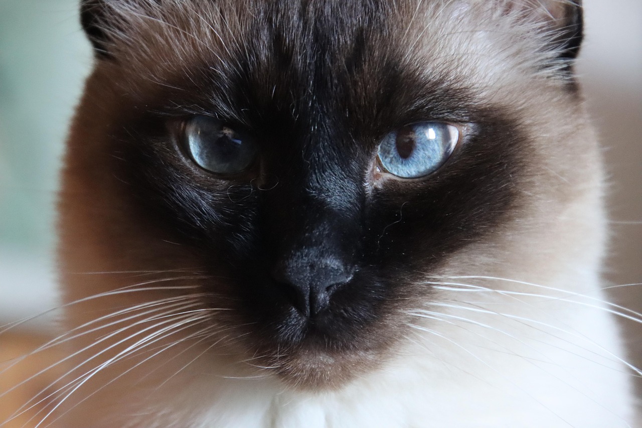 Animal Gato Mamífero - Foto gratuita no Pixabay - Pixabay