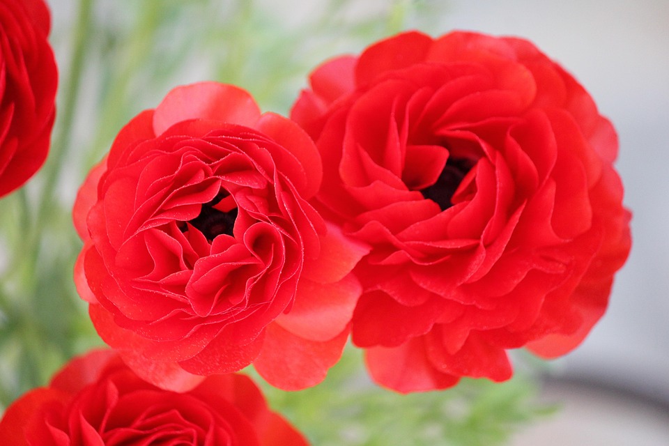 Red Flowers Garden Poppy - Free photo on Pixabay - Pixabay