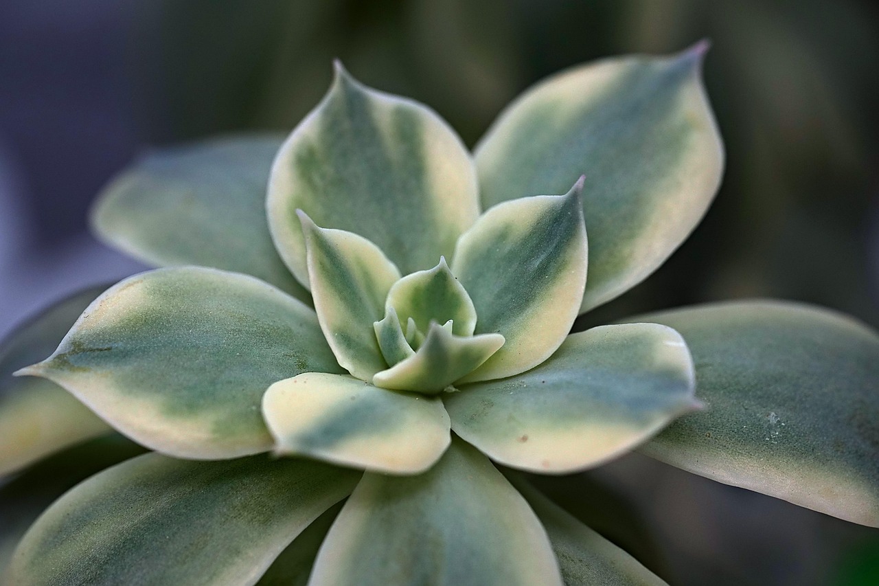 Succulent Plant Flora - Free photo on Pixabay - Pixabay