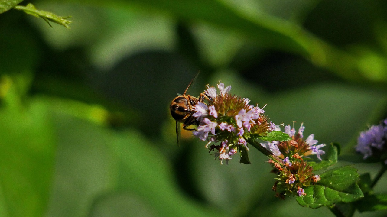 Summer Lilac Pollination Purple - Free photo on Pixabay - Pixabay