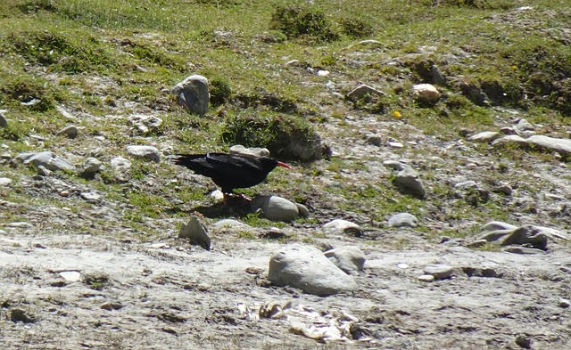 Chough Bird Red-Billed Pyrrhocorax - Free photo on Pixabay - Pixabay