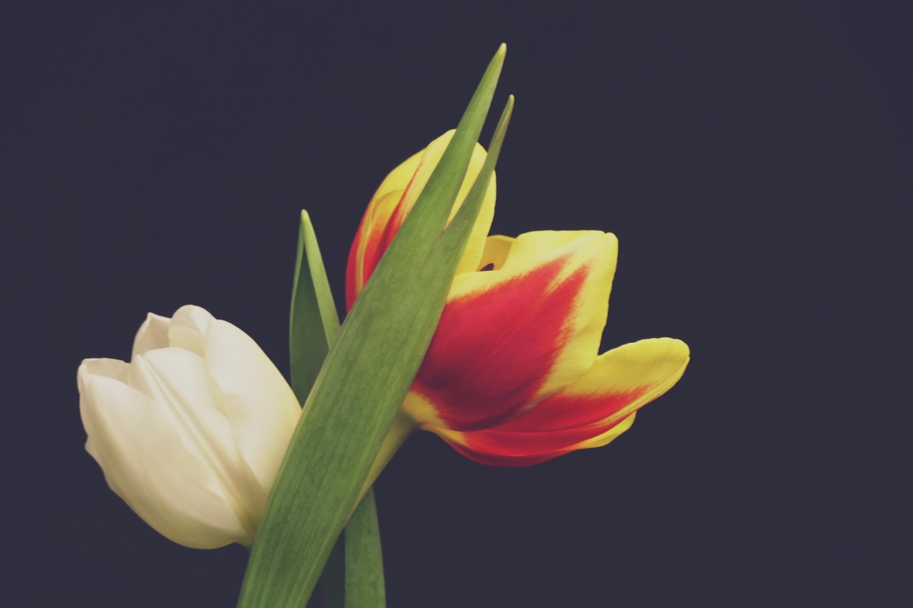 Flower Tulips Spring Free Photo On Pixabay