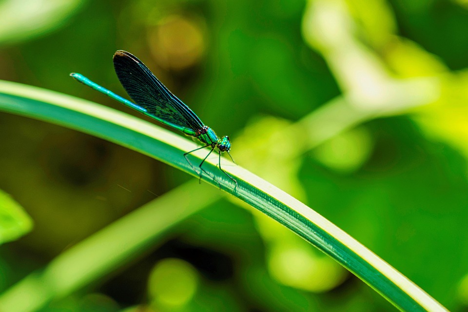 Insecte Libellule Entomologie - Photo gratuite sur Pixabay - Pixabay