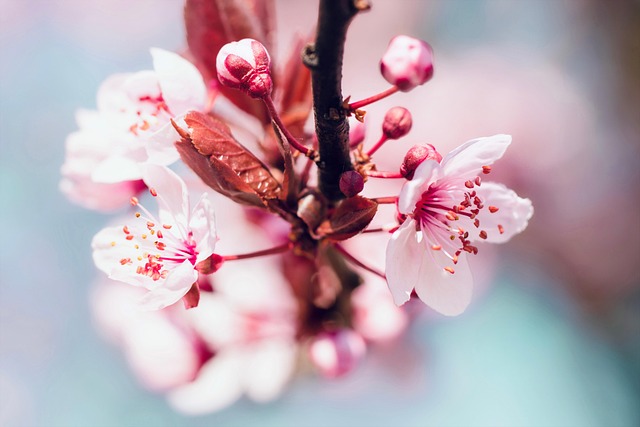 Cherry Blossom Flowers Spring Pink - Free photo on Pixabay - Pixabay
