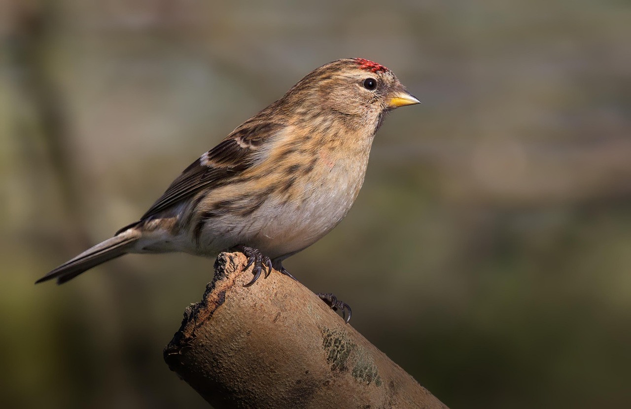 Bird Redpoll Ornithology - Free photo on Pixabay