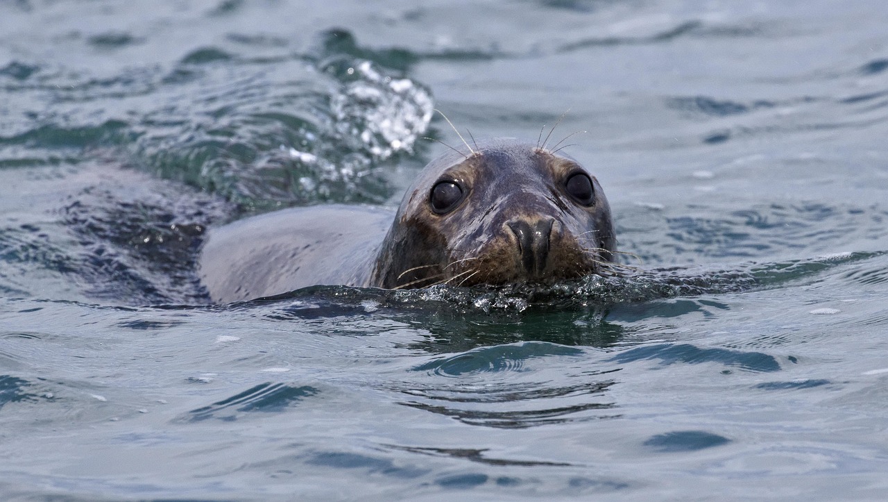 Seal Marine Mammal - Free photo on Pixabay - Pixabay