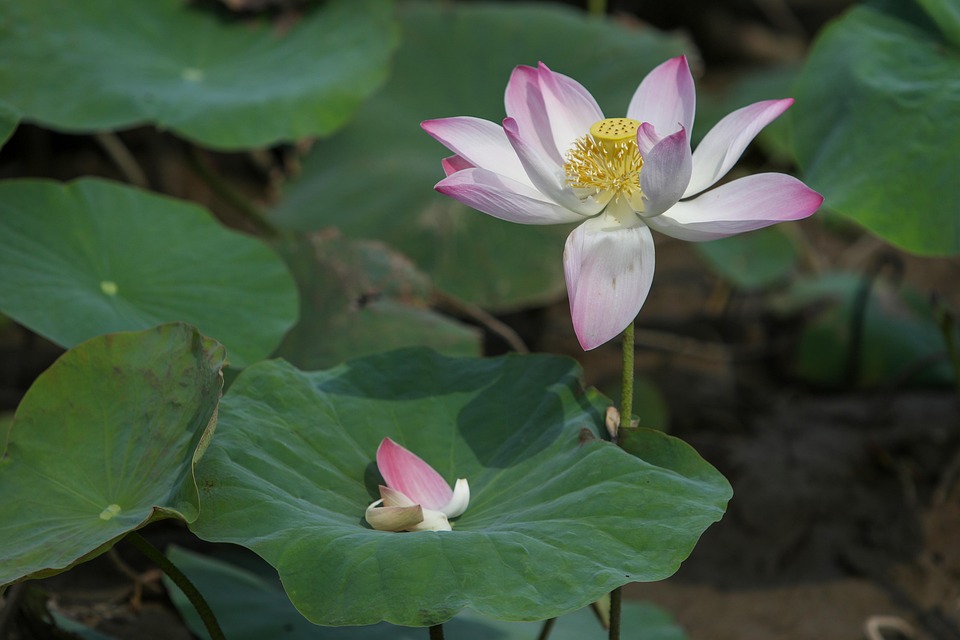 Flower Lotus Botany - Free photo on Pixabay
