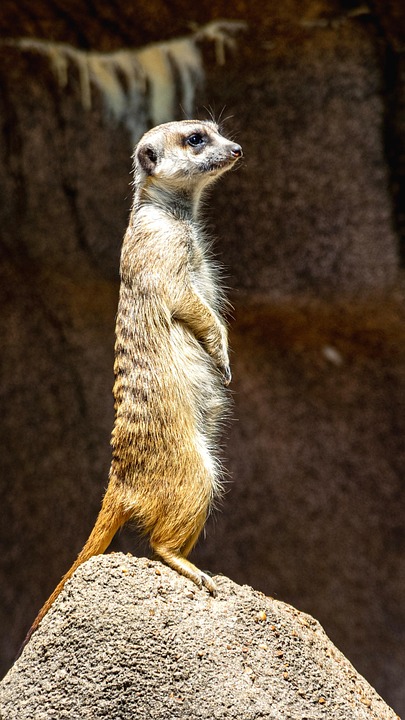 Meerkat Mammal Animal - Free photo on Pixabay