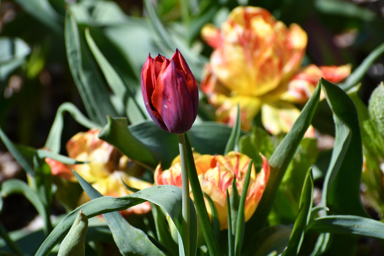 Tulipe De Jardin Tulipes Nature - Photo gratuite sur Pixabay - Pixabay