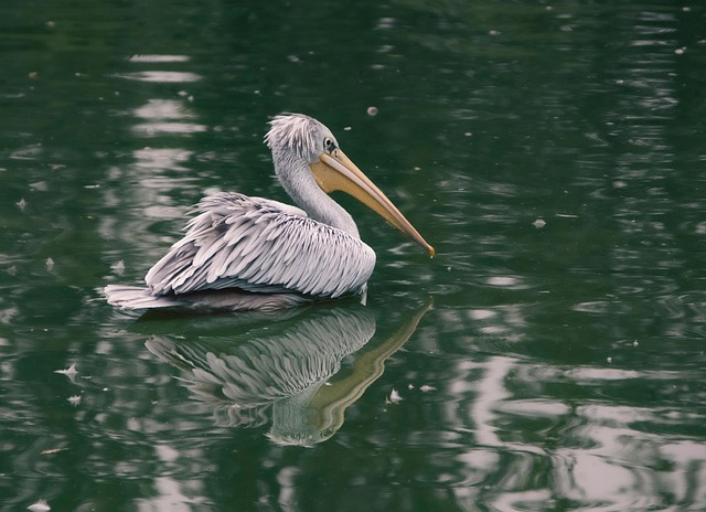 Bird Pelican Pond - Free photo on Pixabay