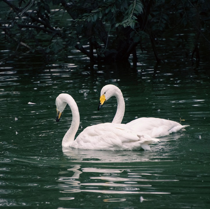 Swans Birds Animals White - Free photo on Pixabay