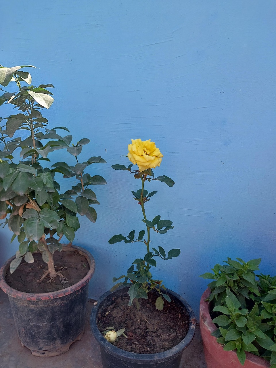 Kuning Cinta Mawar - Foto gratis di Pixabay