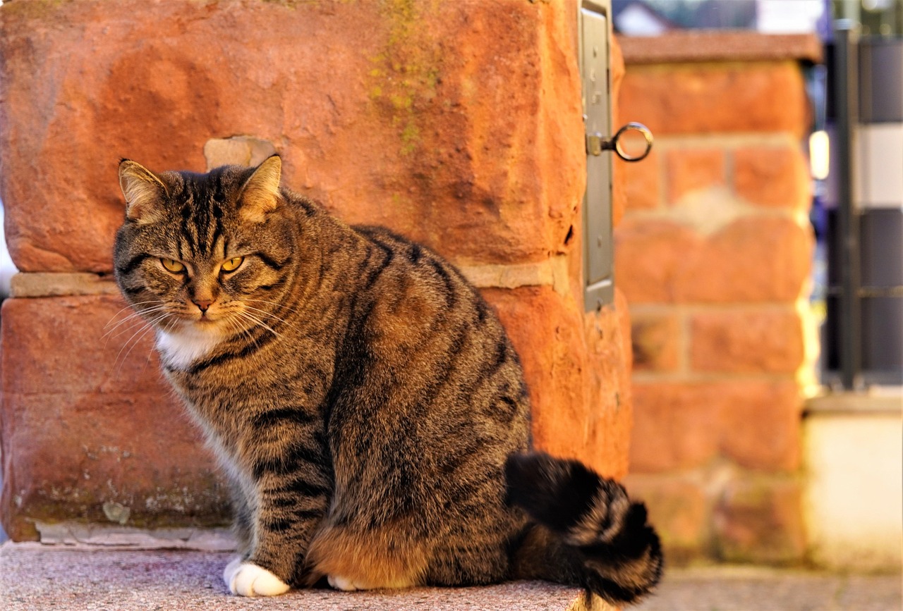 Cat Feline Mammal - Free photo on Pixabay - Pixabay