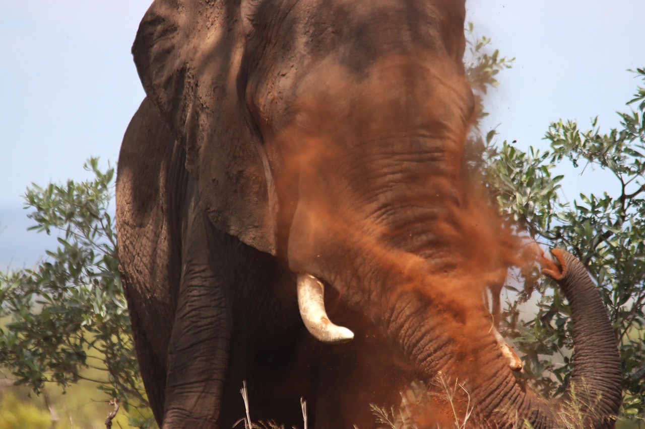 African Elephant Red Dust Bath - Free photo on Pixabay - Pixabay