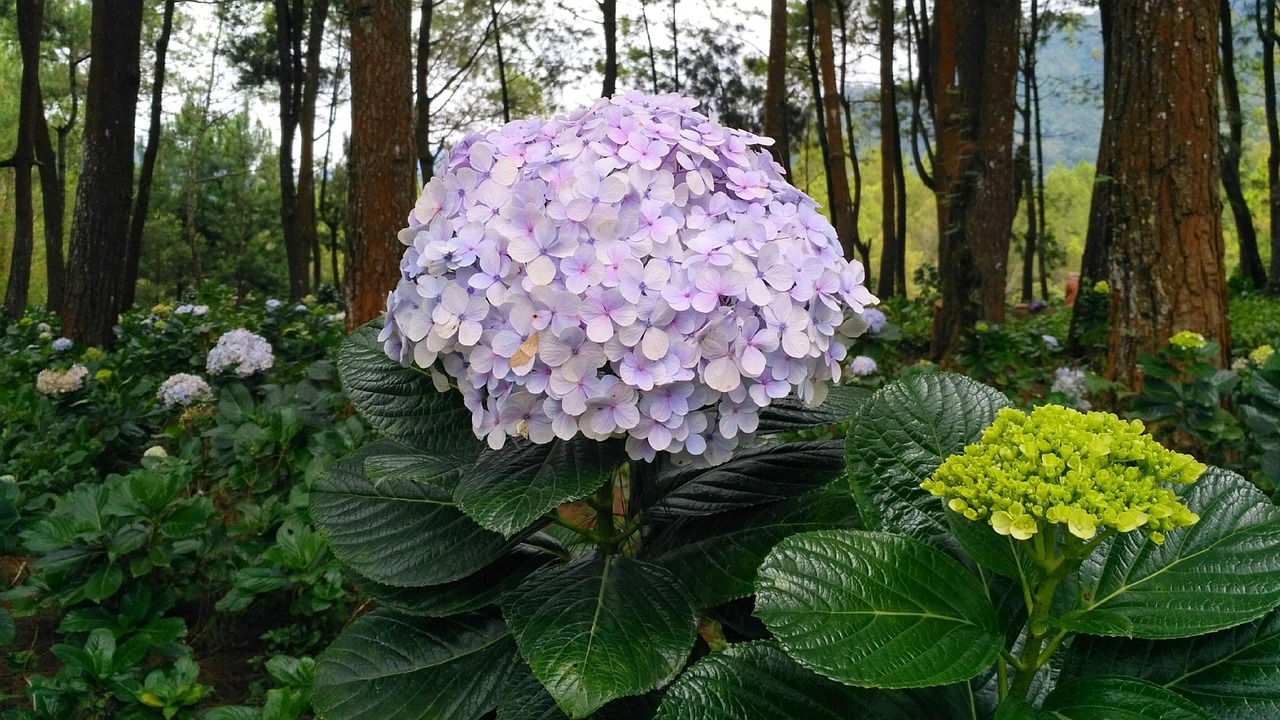 Hortensia Hydrangea - Foto gratis di Pixabay - Pixabay