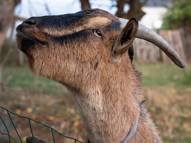 Ziege Bauernhof Tier - Kostenloses Foto auf Pixabay - Pixabay