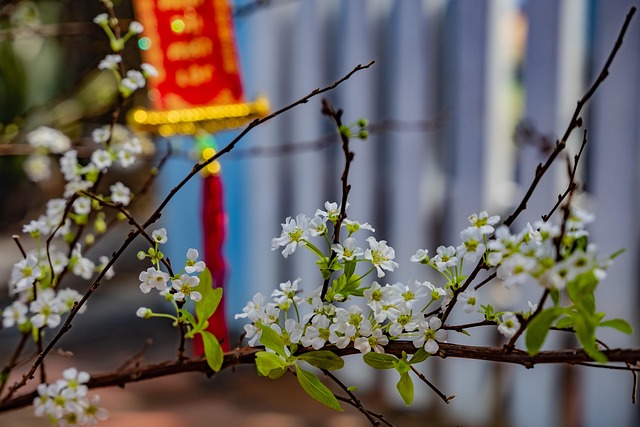 Apricot Flowers Blossoms - Free photo on Pixabay - Pixabay