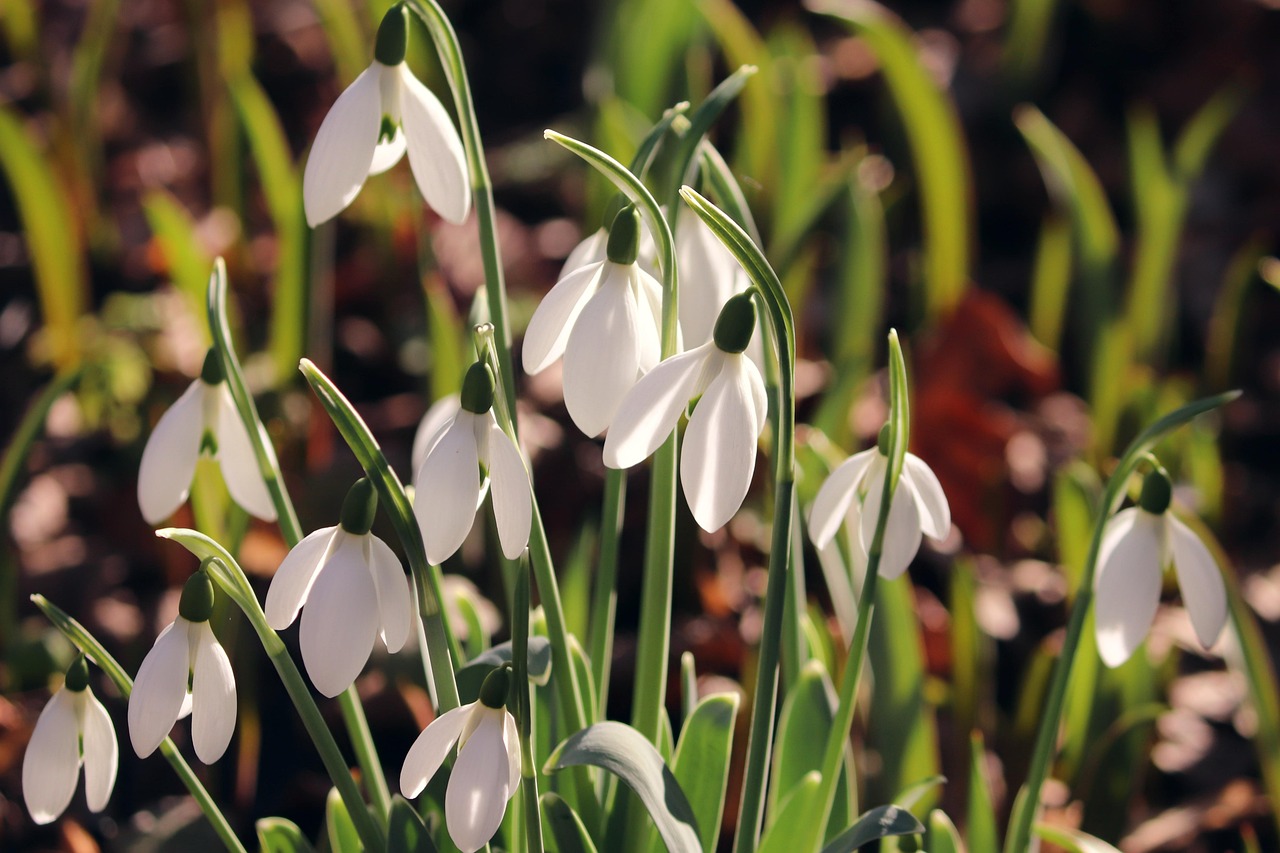 Perce-Neige Fleurs Le Printemps - Photo gratuite sur Pixabay