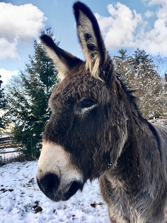 Donkey Winter Animal - Free photo on Pixabay - Pixabay