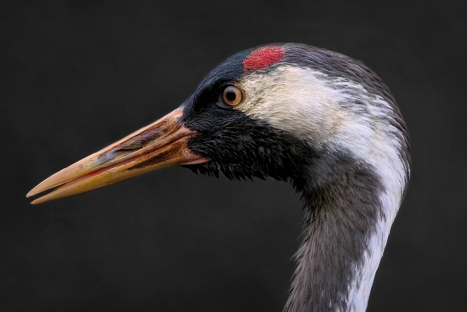 Burung Derek Umum Crane Bangau - Foto gratis di Pixabay