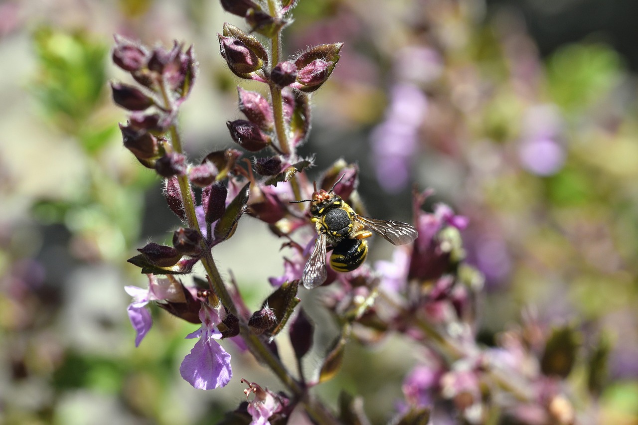 Bee Pollination Entomology - Free photo on Pixabay - Pixabay