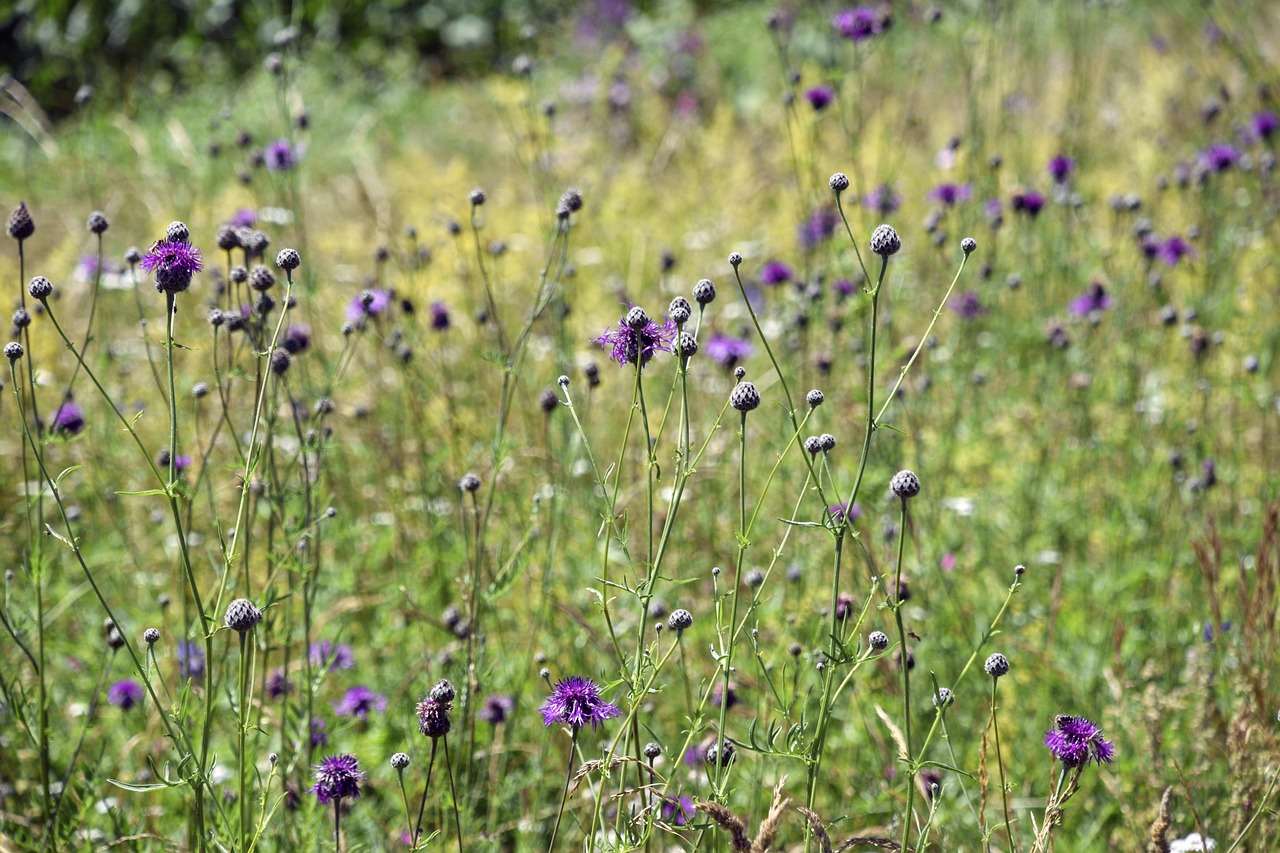 Prado De Flores Botânica Bloom - Foto gratuita no Pixabay - Pixabay