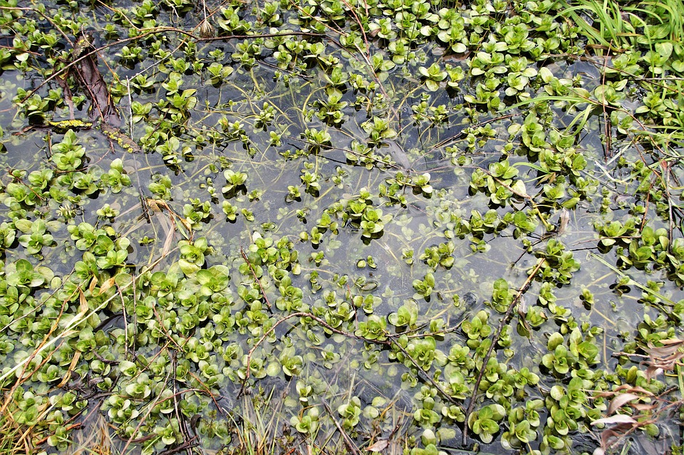 Water Plants Stream Ditch - Free photo on Pixabay - Pixabay
