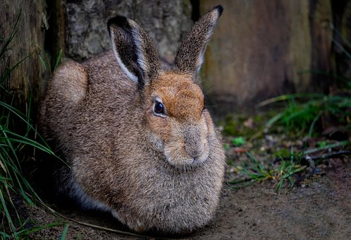 10+ Free Mountain Hare & Hare Images - Pixabay