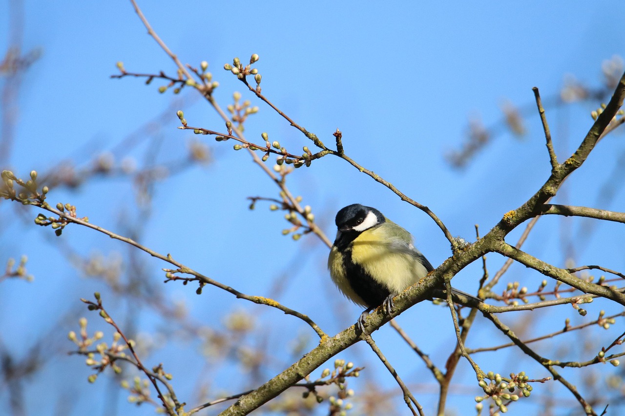 Animal Pájaro Parus Major - Foto gratis en Pixabay - Pixabay