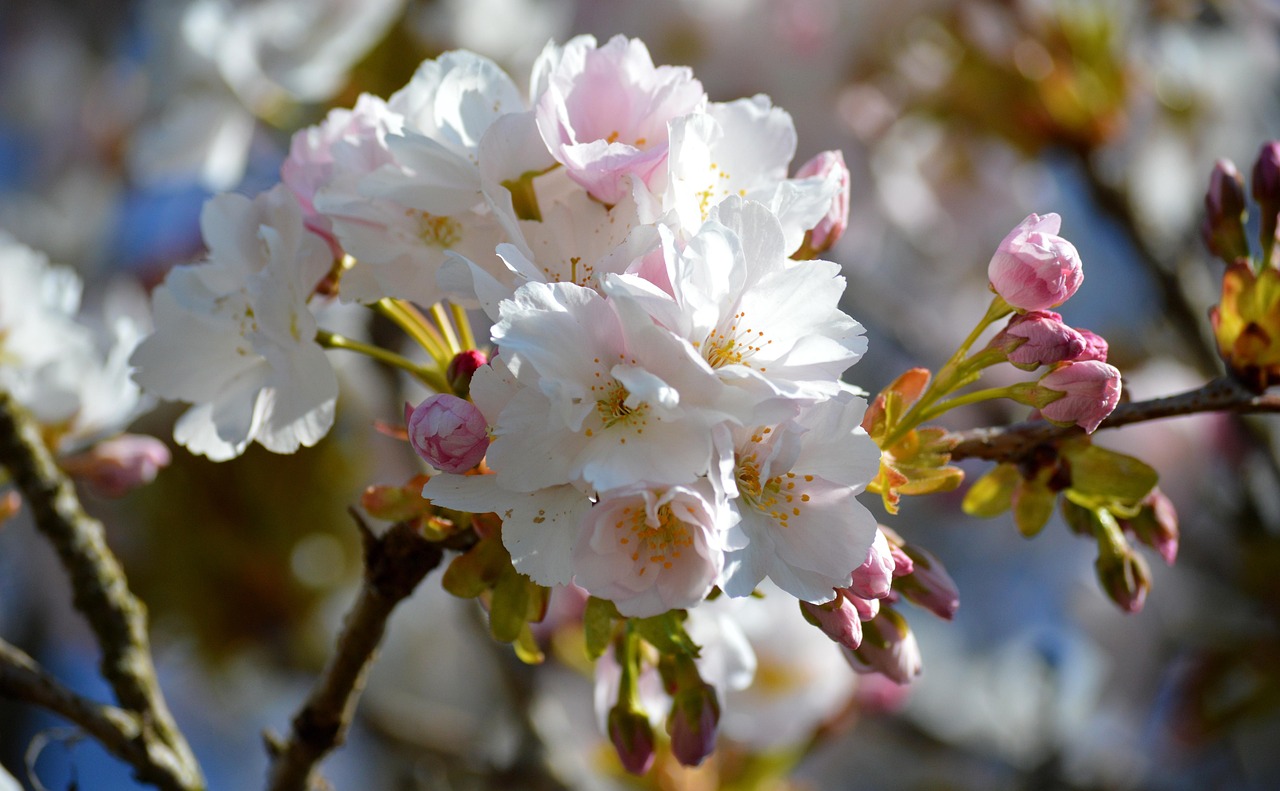 Blossoms Cherry White - Free photo on Pixabay