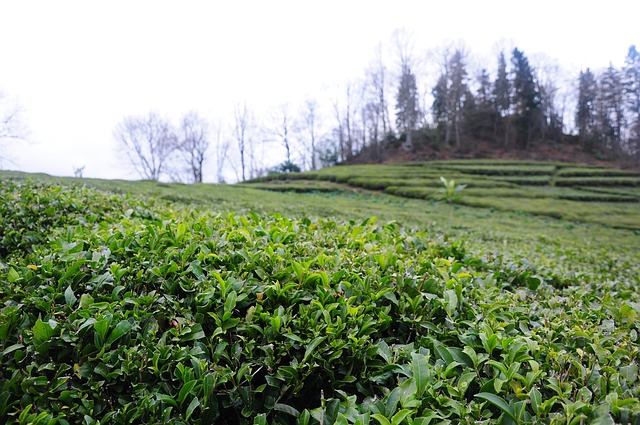 Tea Leaves Nature - Free photo on Pixabay