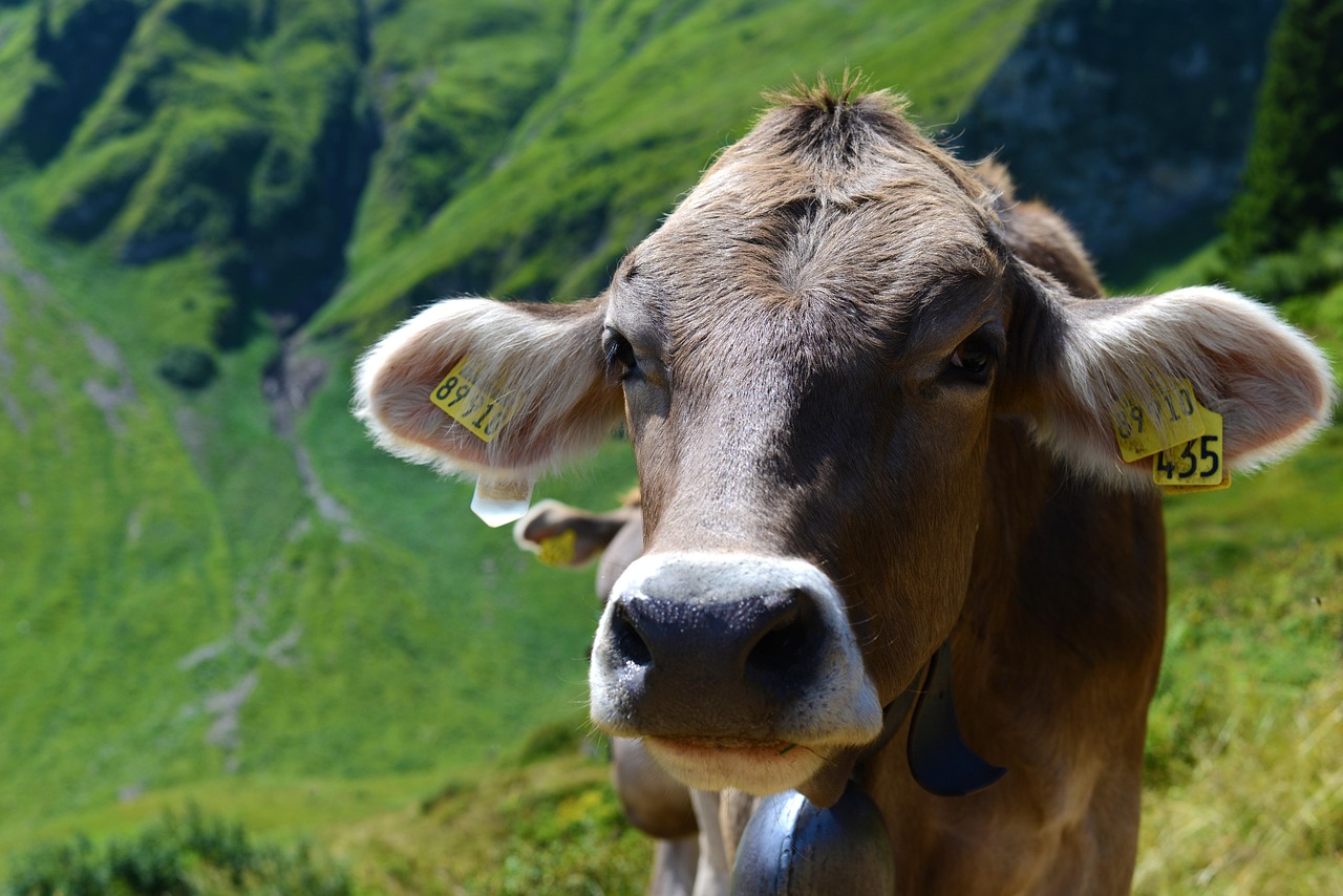 Vaca Ganado Animal - Foto gratis en Pixabay - Pixabay