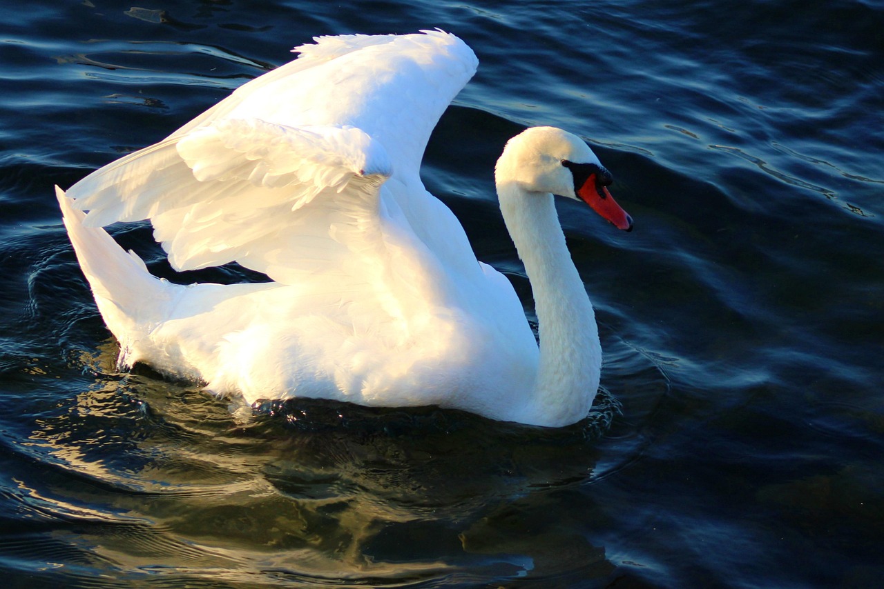 10,000+ Free Swan & Nature Photos - Pixabay