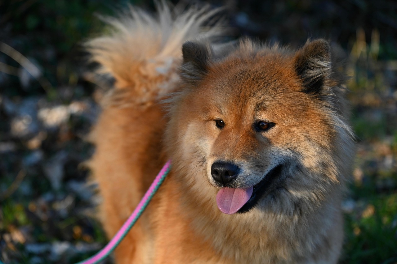 Perro Euroasiático Canino De - Foto gratis en Pixabay - Pixabay