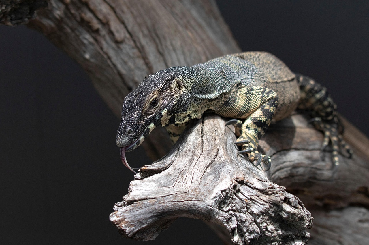 Lace Monitor Enclosure