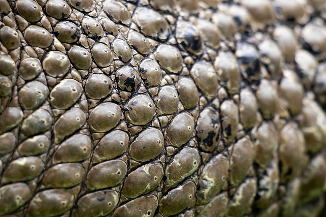 Crocodile Skin Saltwater - Free photo on Pixabay