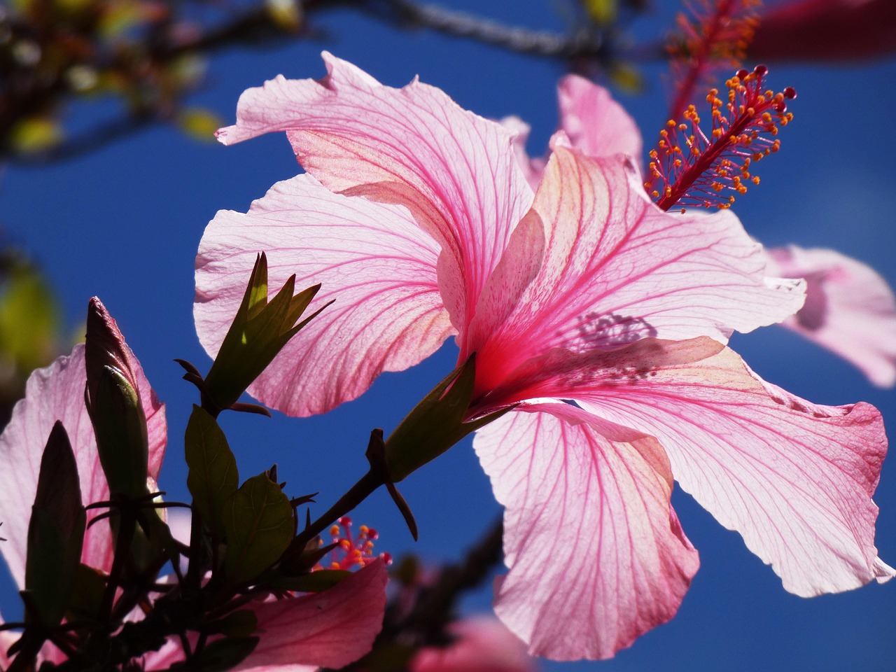 Pink Wallpaper Spring Summer - Free photo on Pixabay - Pixabay