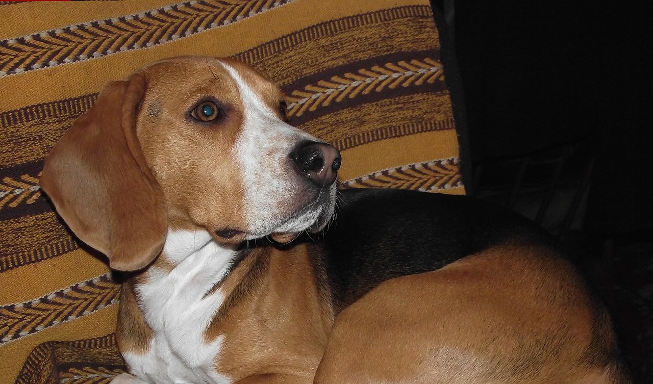 Cachorro Um Animal De Estimação - Foto gratuita no Pixabay - Pixabay