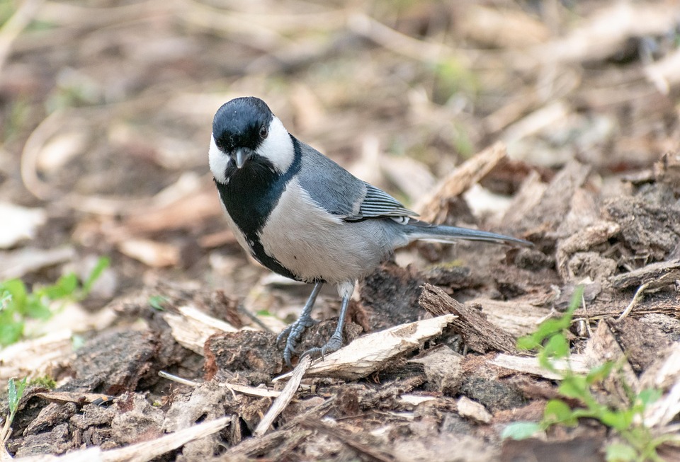 Grey Tit Bird Animal - Free photo on Pixabay
